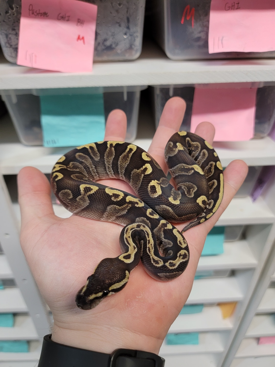 GHI Mojave Het Albino Ball Python by Morph Jungle - MorphMarket