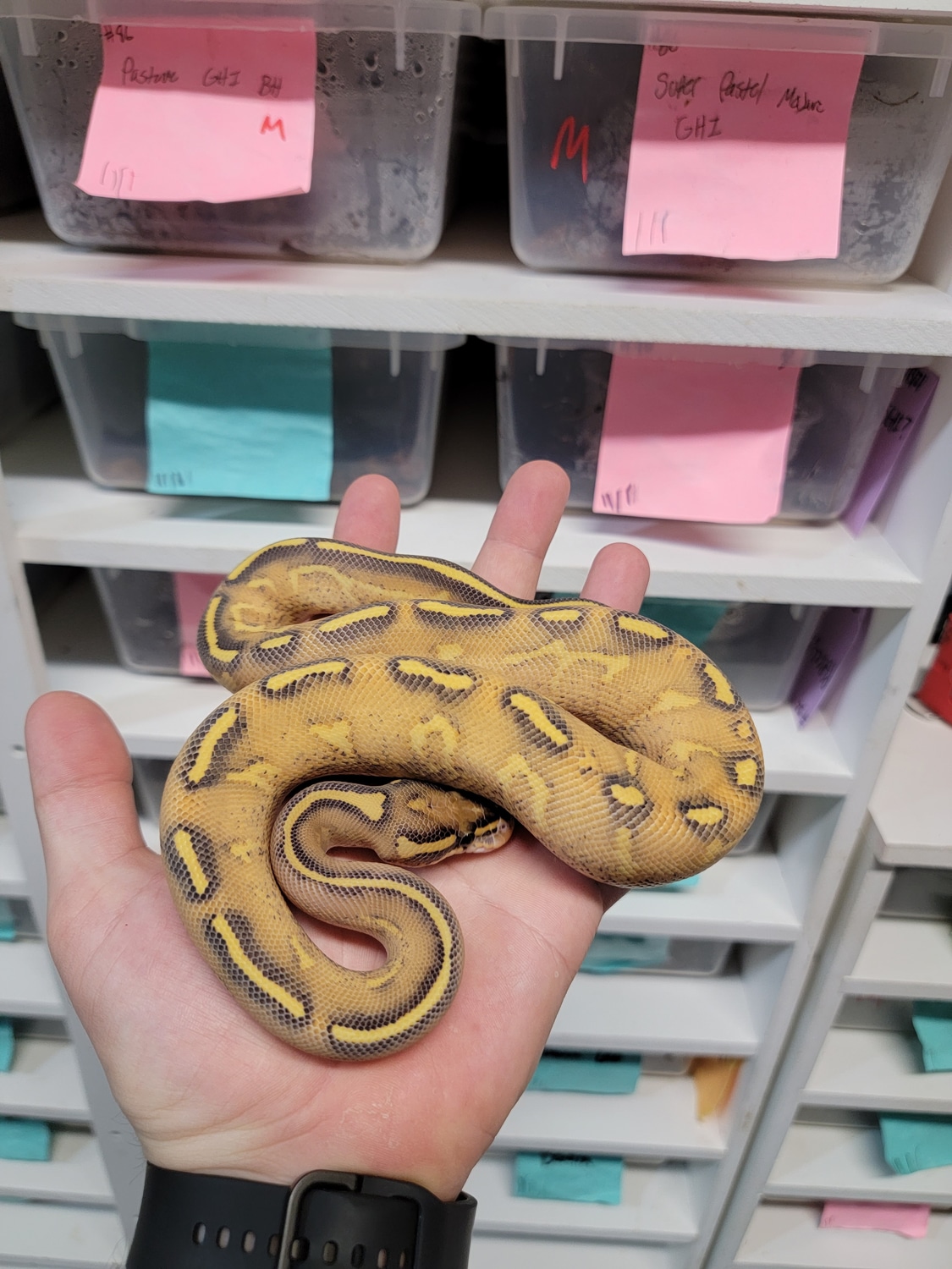 Highway Ball Python by Morph Jungle - MorphMarket