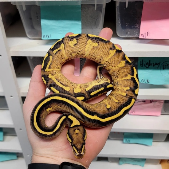 Super Gravel Ball Python by Morph Jungle