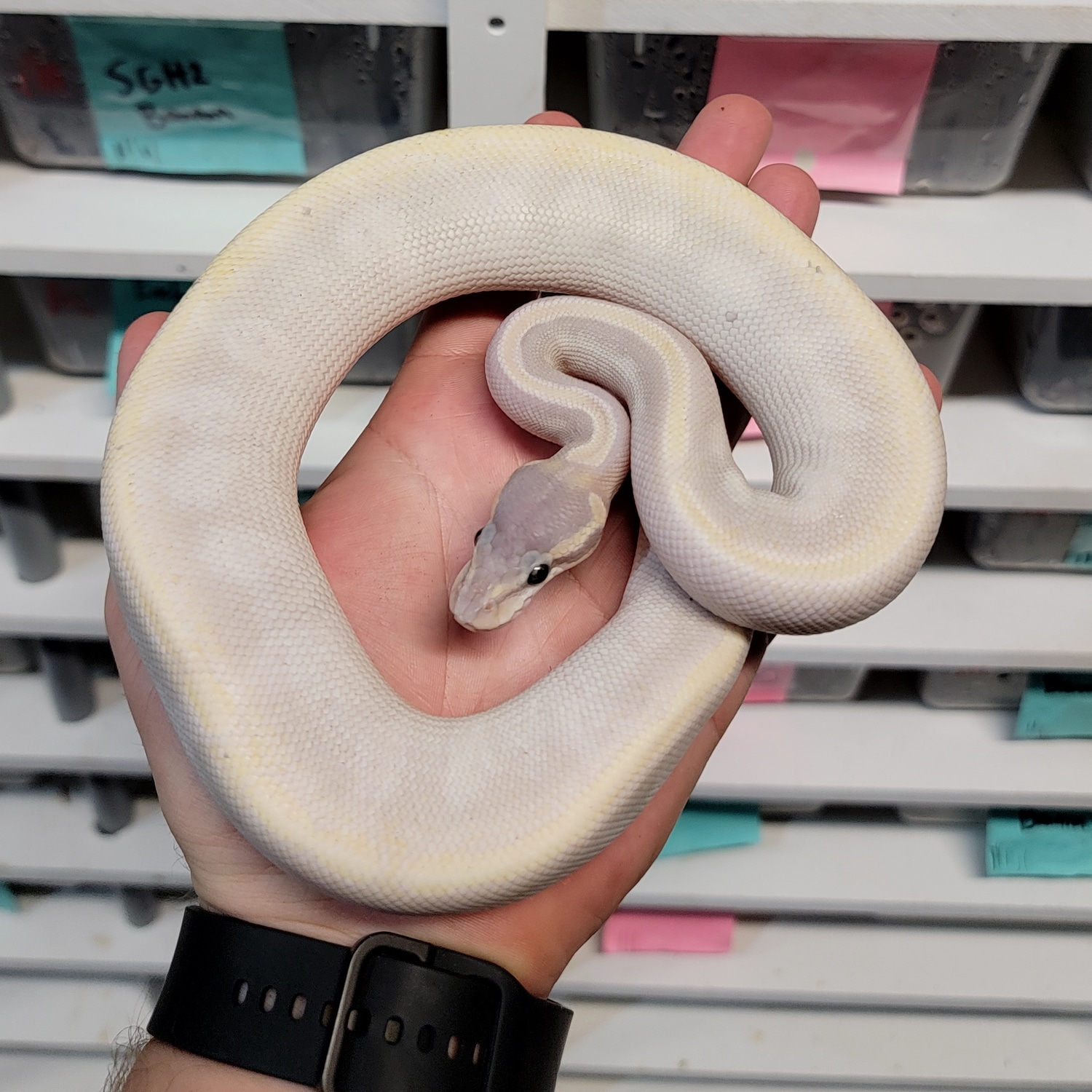 Crystal GHI Het Ghost Ball Python by Morph Jungle - MorphMarket