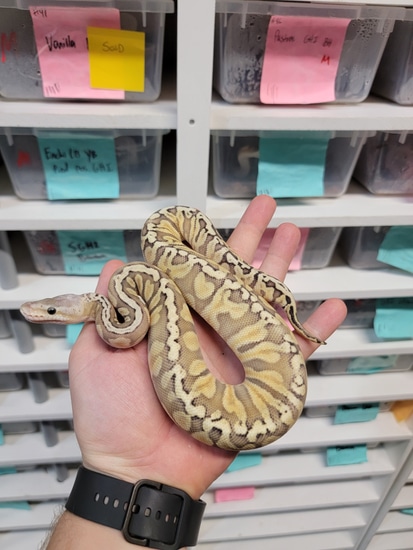 Super Pastel HGW GHI Ball Python by Morph Jungle