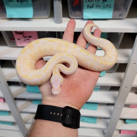 Mojave GHI Albino Ball Python by Morph Jungle
