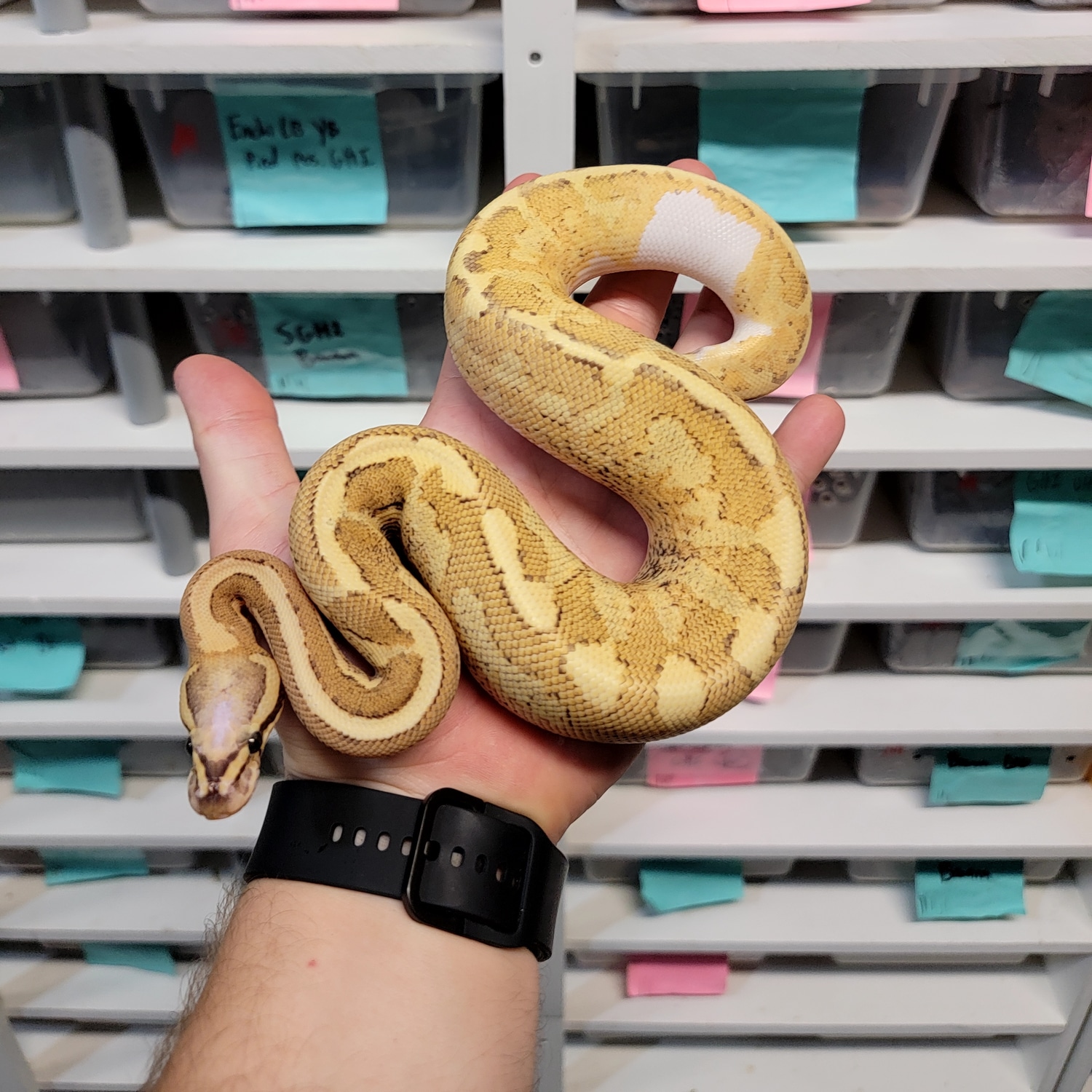 Enchi Vanilla Cream Yellowbelly/Gravel Ball Python by Morph Jungle ...
