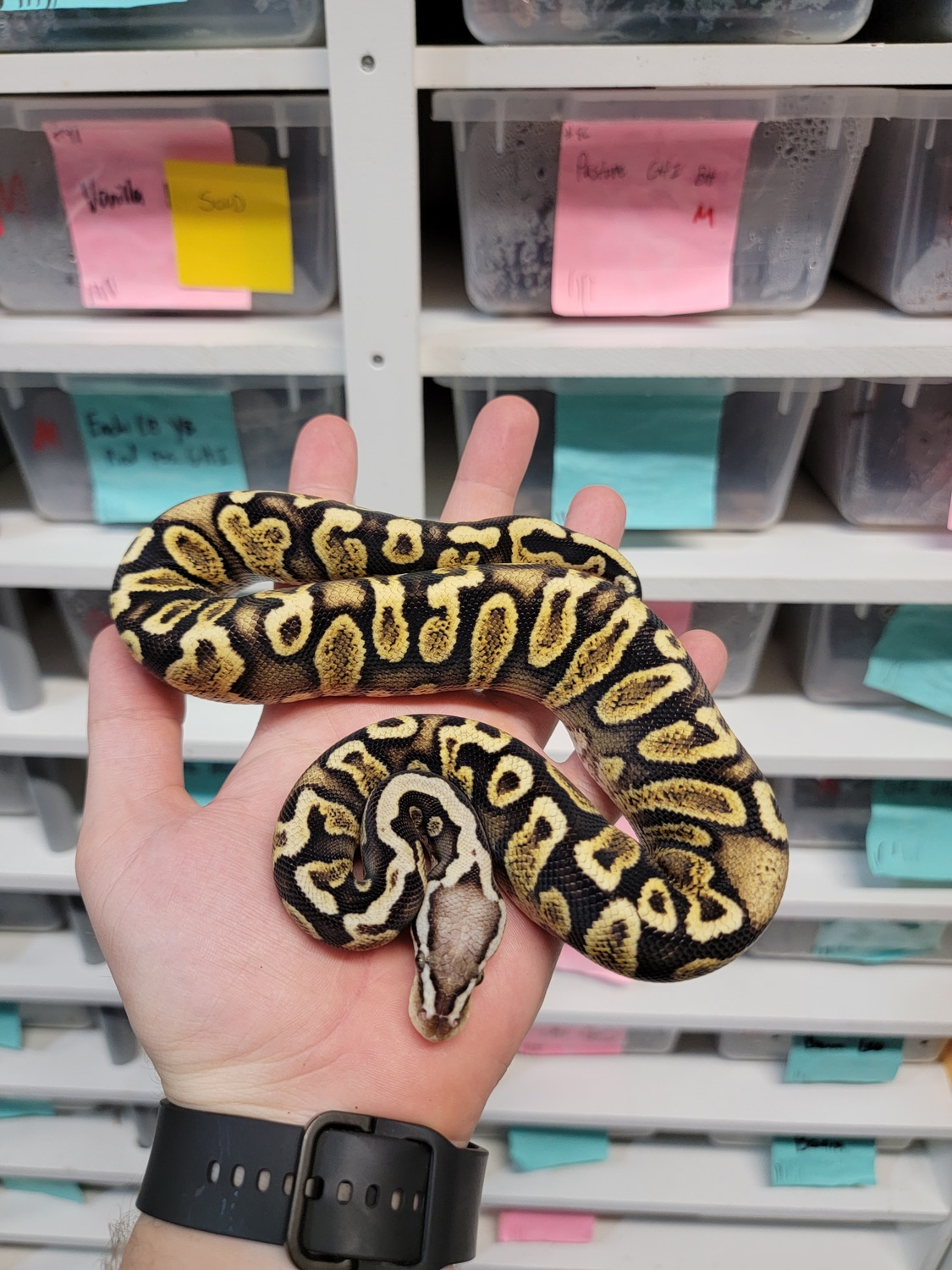 Pastel GHI Yellowbelly/Asphalt Ball Python by Morph Jungle - MorphMarket