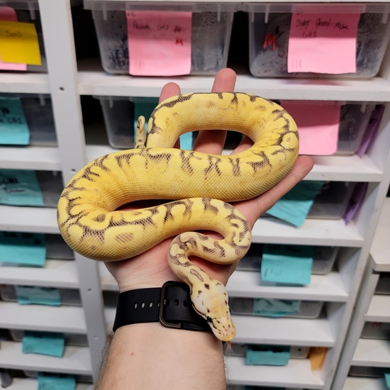 Bumblebee Freeway Ball Python by Morph Jungle