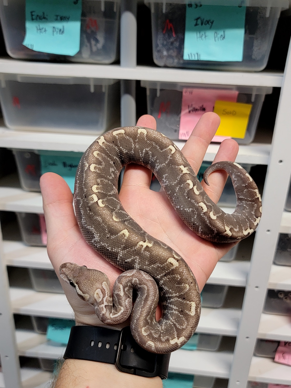 Super GHI Bamboo Ball Python by Morph Jungle - MorphMarket