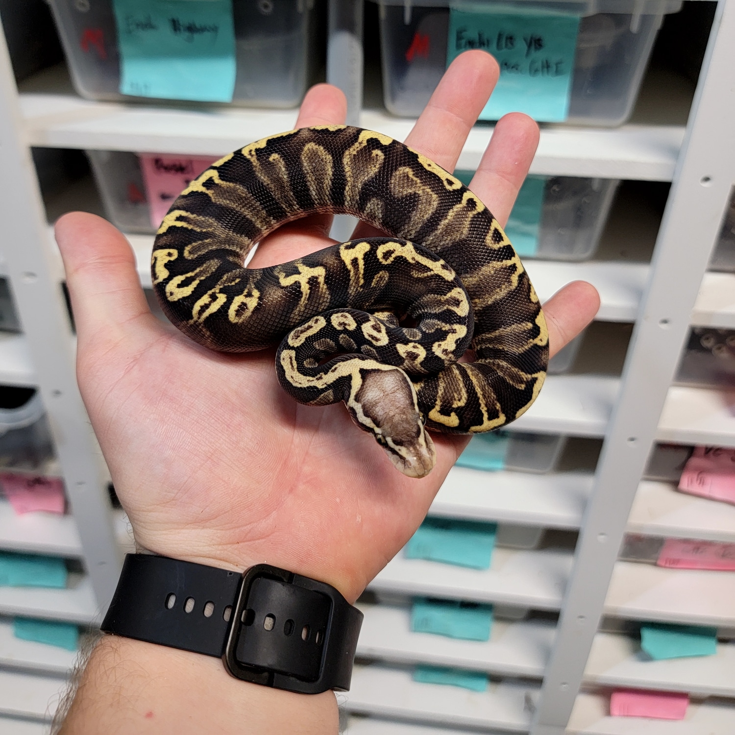 Pastel Super GHI Ball Python by Morph Jungle - MorphMarket