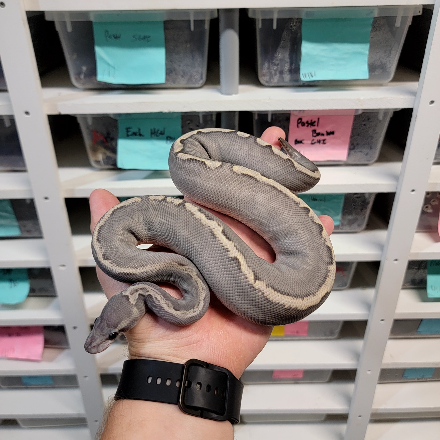 Super GHI Special Ghost Ball Python by Morph Jungle - MorphMarket