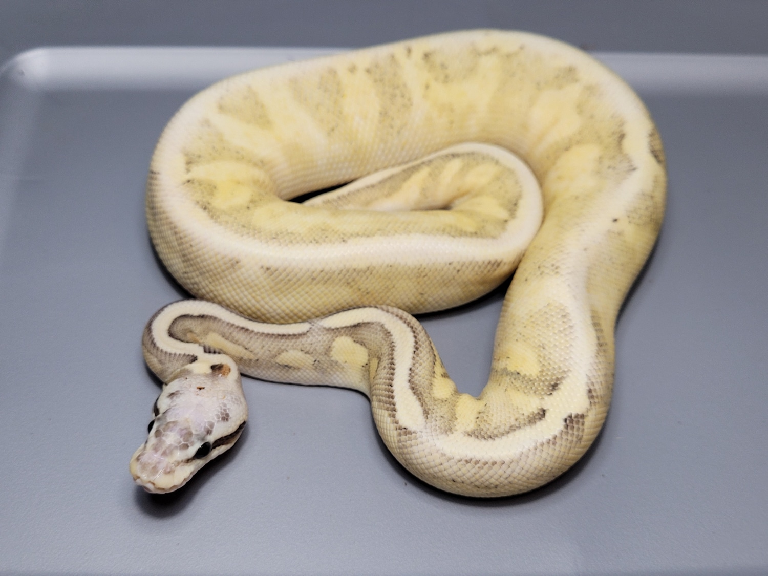 Super Pastel Fire Calico Ball Python by Morph Jungle - MorphMarket