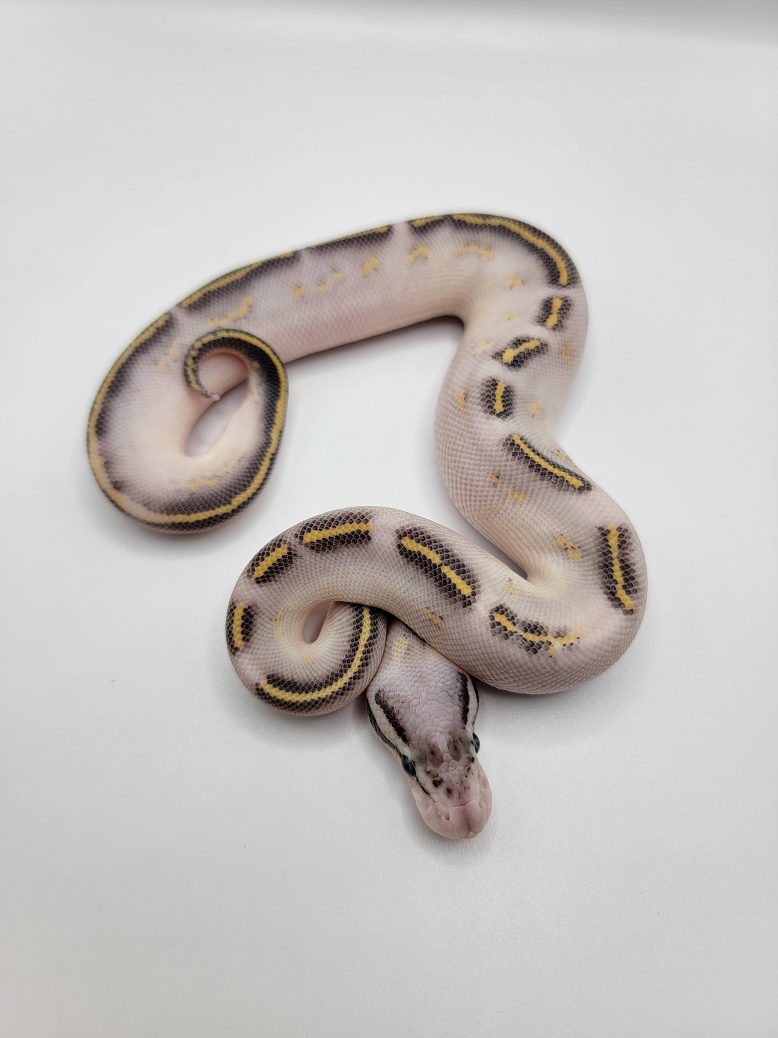 Pastel Phantom Highway Ball Python by Morph Jungle - MorphMarket