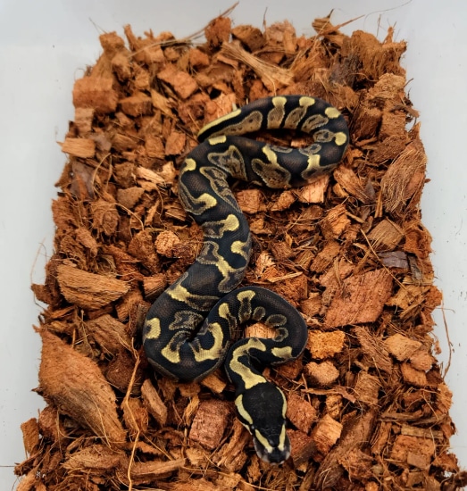 GHI Enchi Het DG Ball Python by Morph Jungle