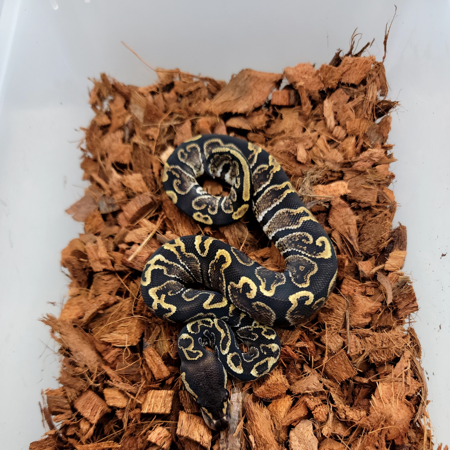 GHI Het Ultramel Ball Python by Morph Jungle - MorphMarket