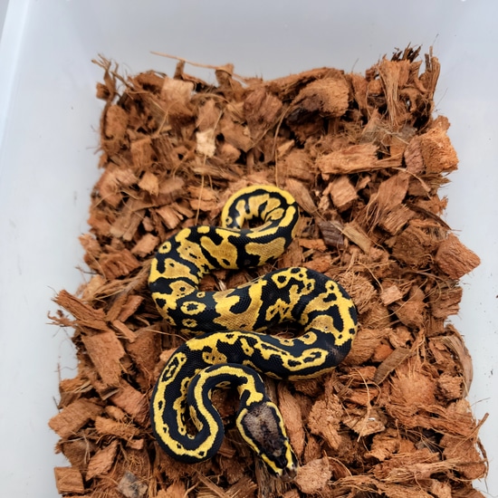 Pastel Acid Yellowbelly Ball Python by Morph Jungle