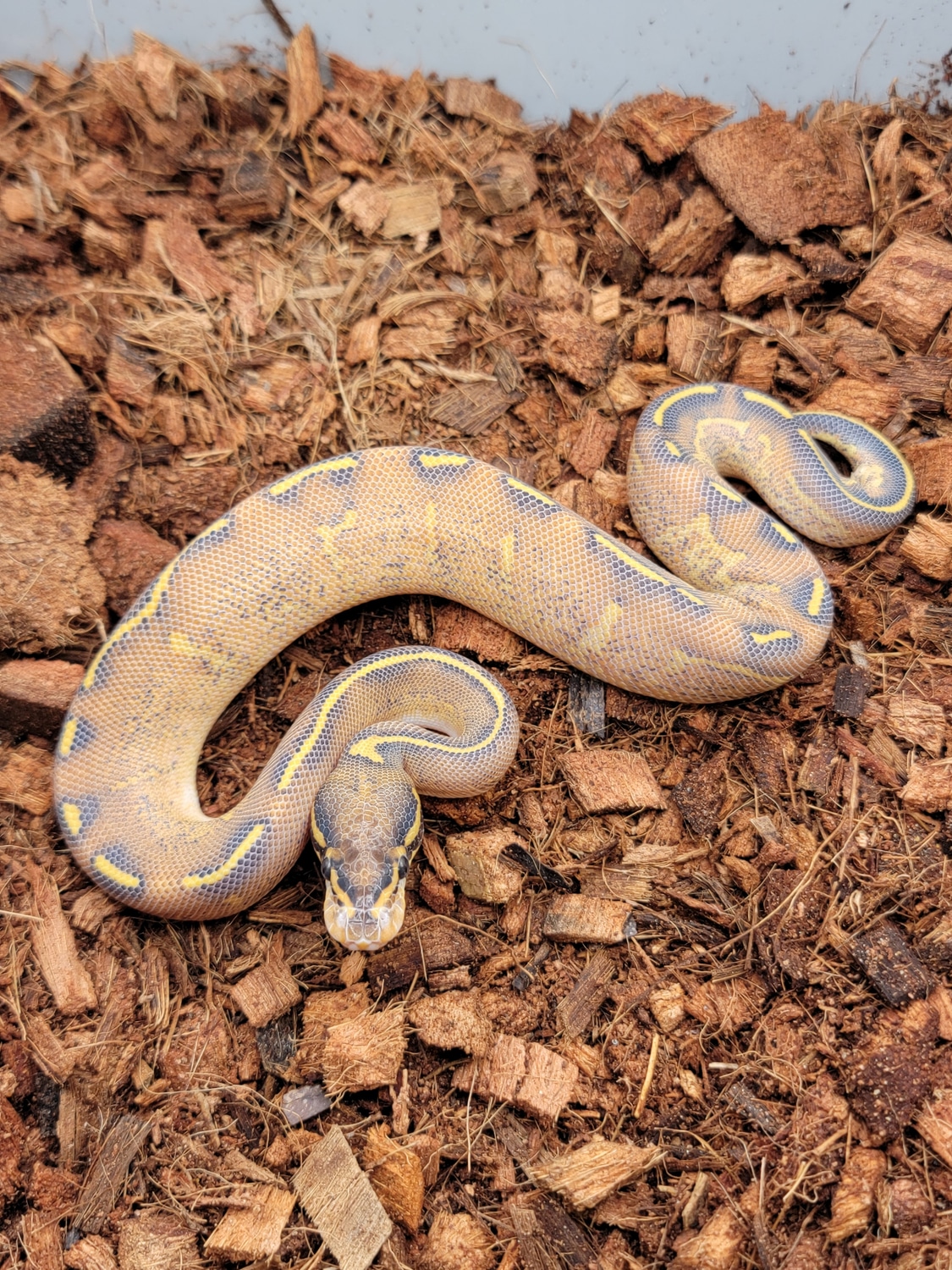 Highway Pos Phantom Ball Python by Morph Jungle - MorphMarket