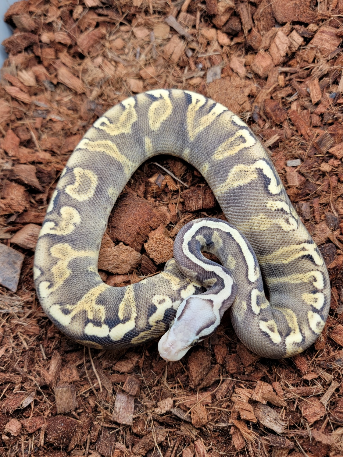 Pastel Vanilla Super GHI Yellowbelly/Asphalt Ball Python by Morph ...