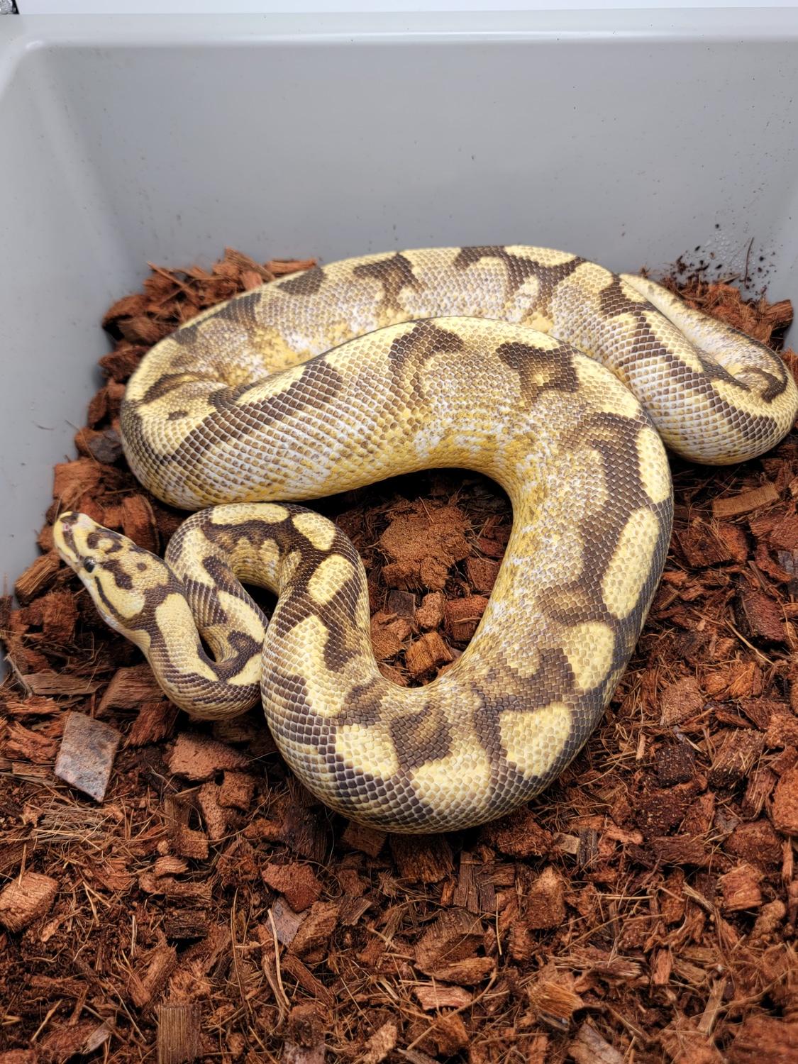 Spider Asphalt Gravel Ball Python by Morph Jungle - MorphMarket
