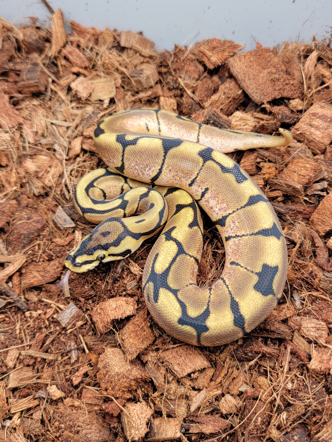 Spider Het Pied Ball Python by Morph Jungle - MorphMarket
