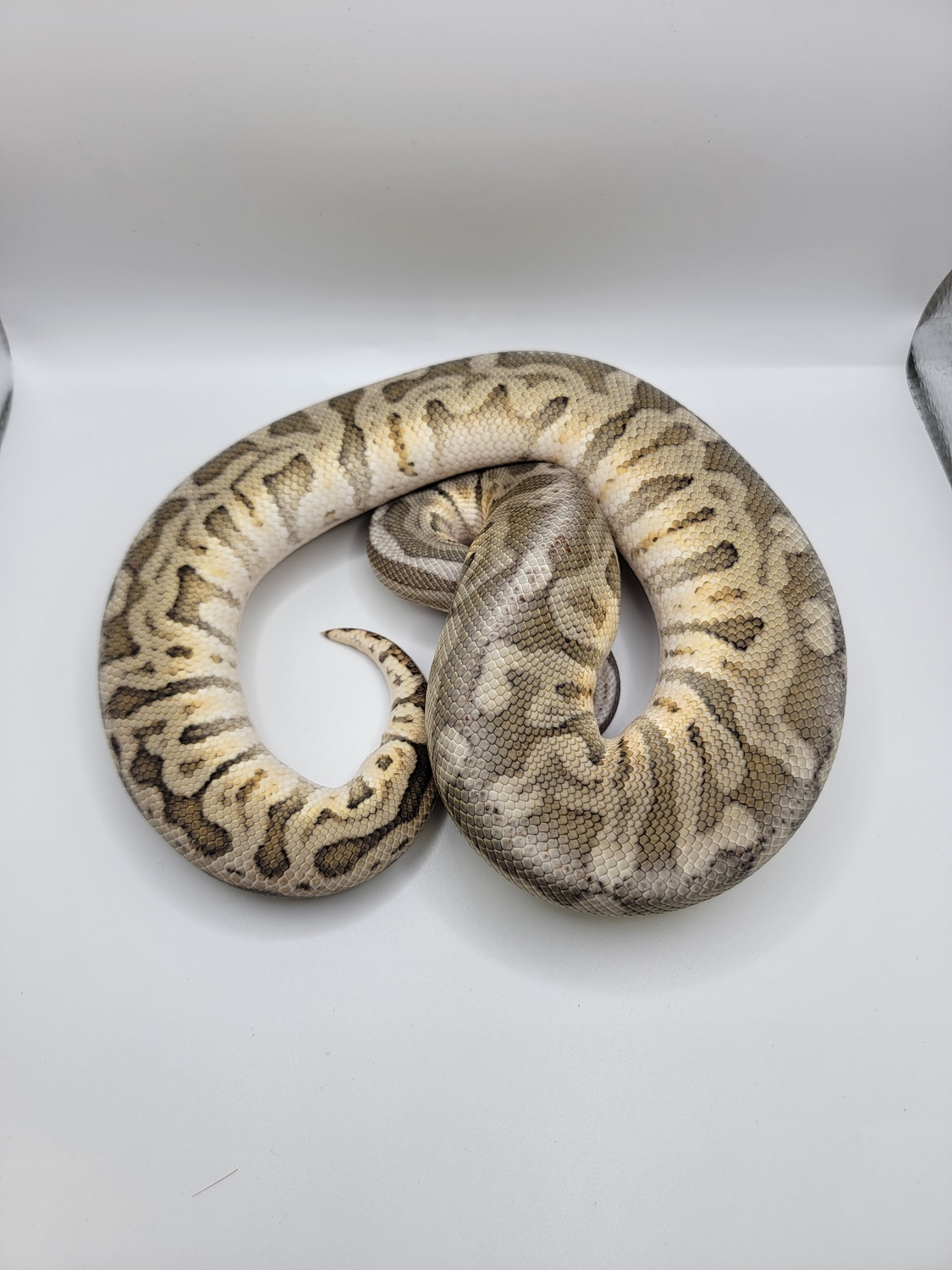 Super Pastel HGW GHI Leopard Ball Python by Morph Jungle - MorphMarket