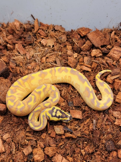 Pastel Super Enchi Freeway Ball Python by Morph Jungle