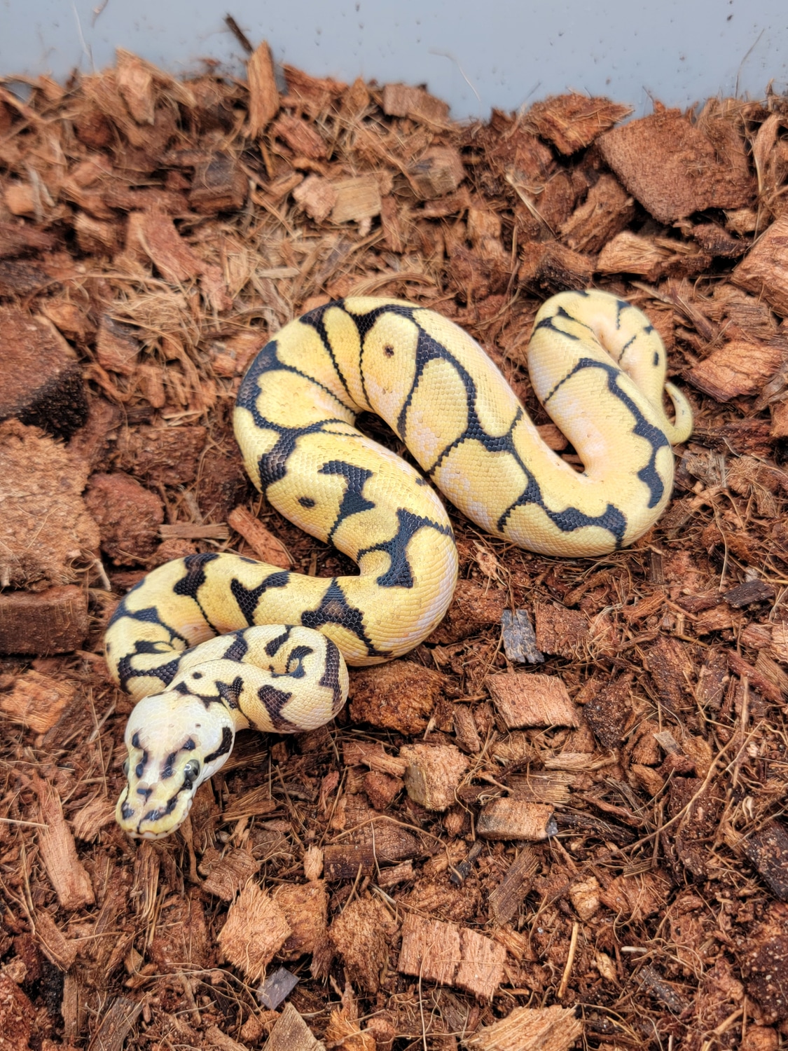 Bumblebee Asphalt Ball Python by Morph Jungle - MorphMarket