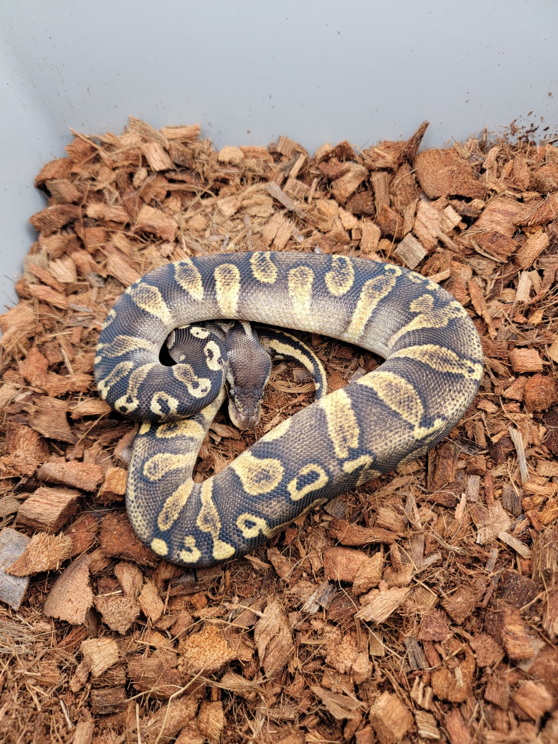 Pastel GHI Enchi Blackhead Ball Python by Morph Jungle - MorphMarket