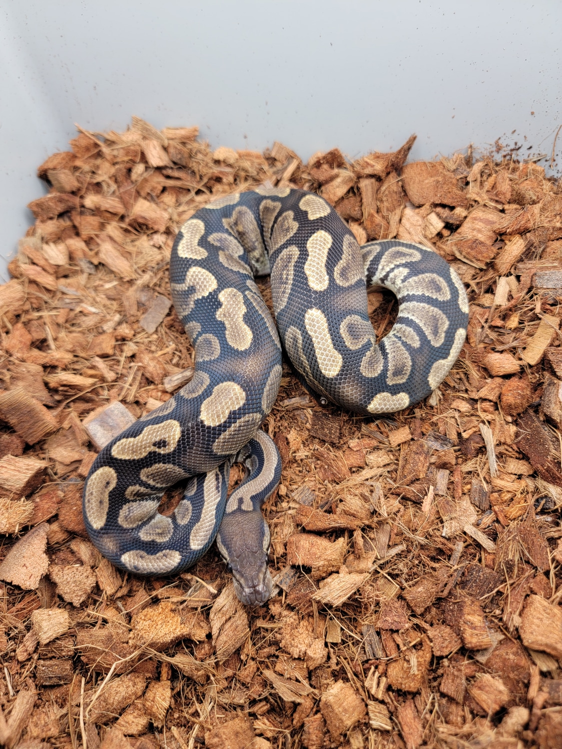 GHI Het DG Ball Python by Morph Jungle - MorphMarket