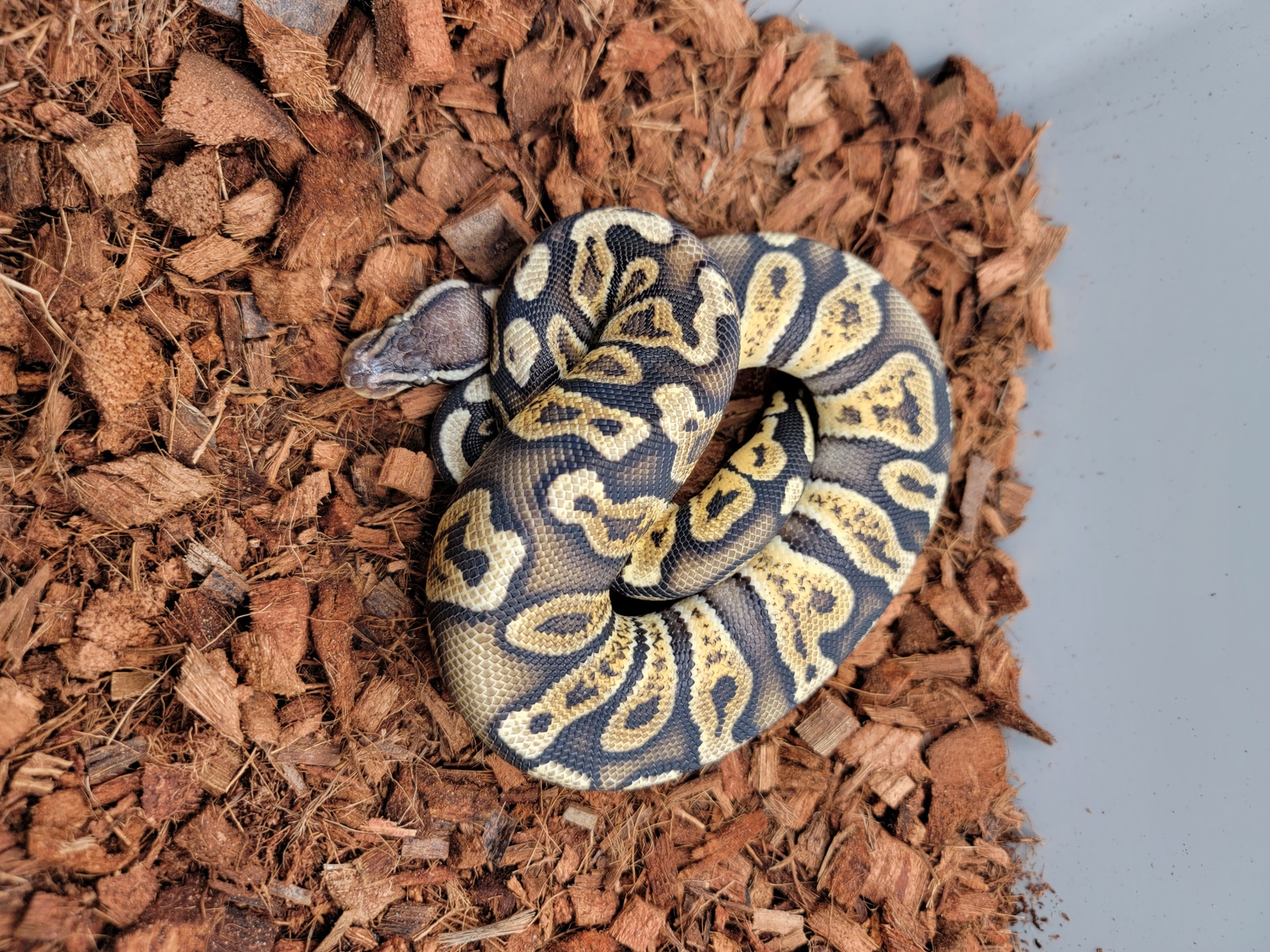 Pastel GHI Het DG Ball Python by Morph Jungle - MorphMarket