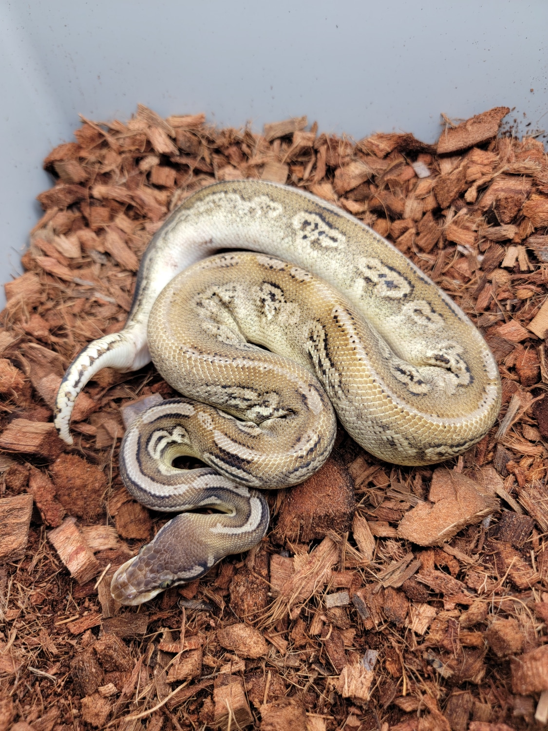 Pastel Phantom Bongo Ball Python by Morph Jungle - MorphMarket