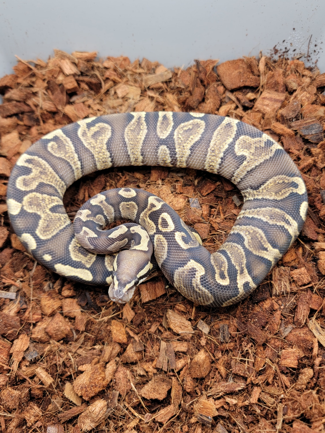 Vanilla GHI Asphalt/Yellowbelly Ball Python by Morph Jungle - MorphMarket