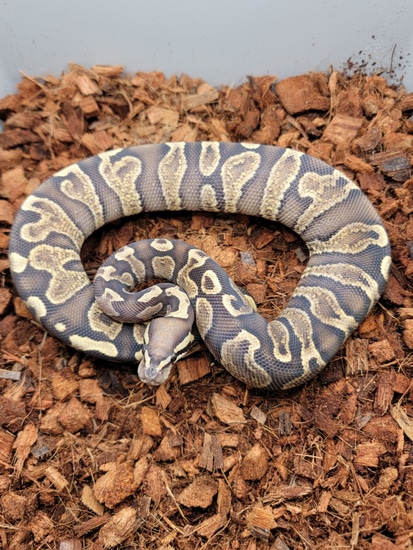 Vanilla GHI Asphalt/Yellowbelly Ball Python by Morph Jungle