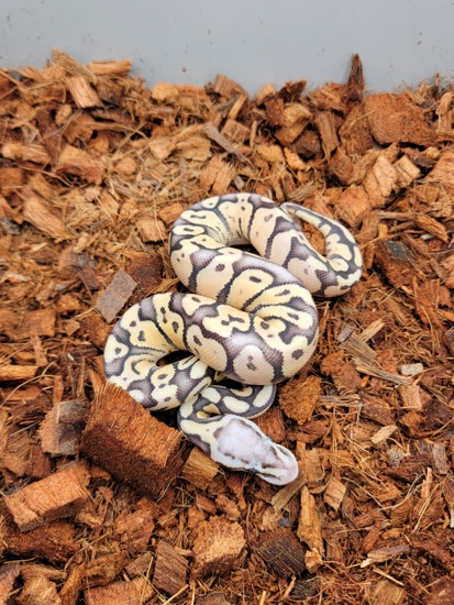 Superfly Ball Python by Morph Jungle