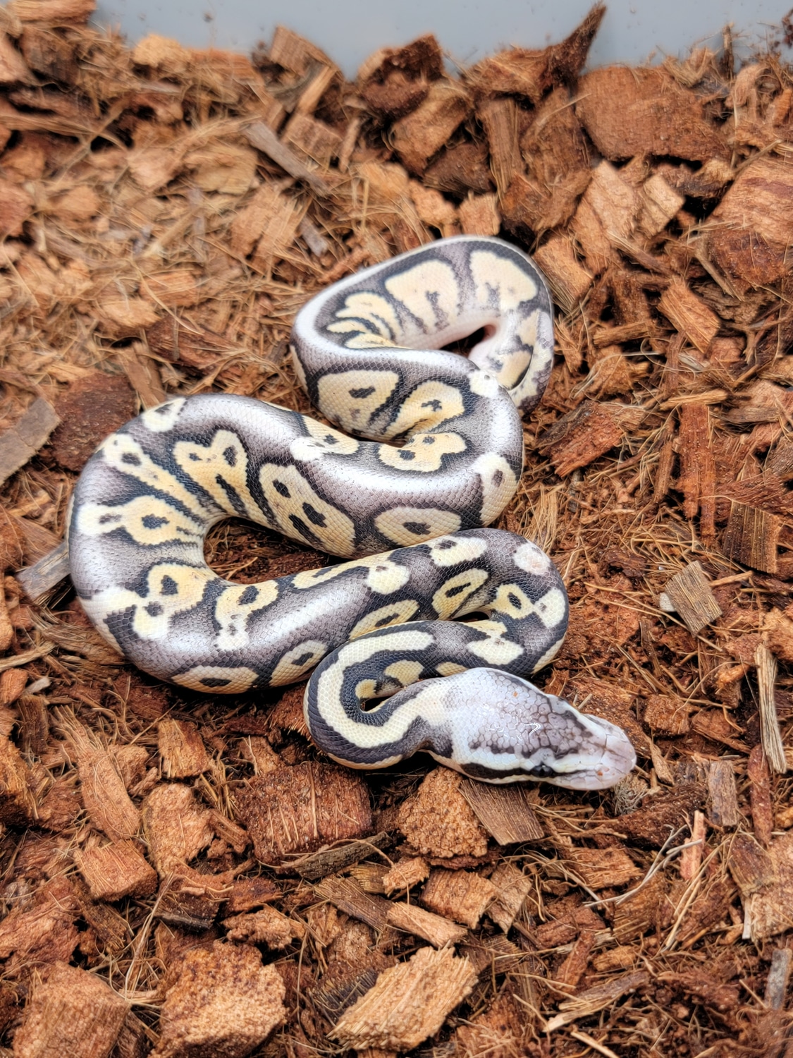 Super Pastel Fire Black Head Ball Python by Morph Jungle - MorphMarket