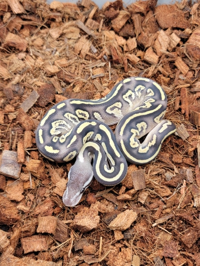 Pastave Fire Black Head Ball Python by Morph Jungle