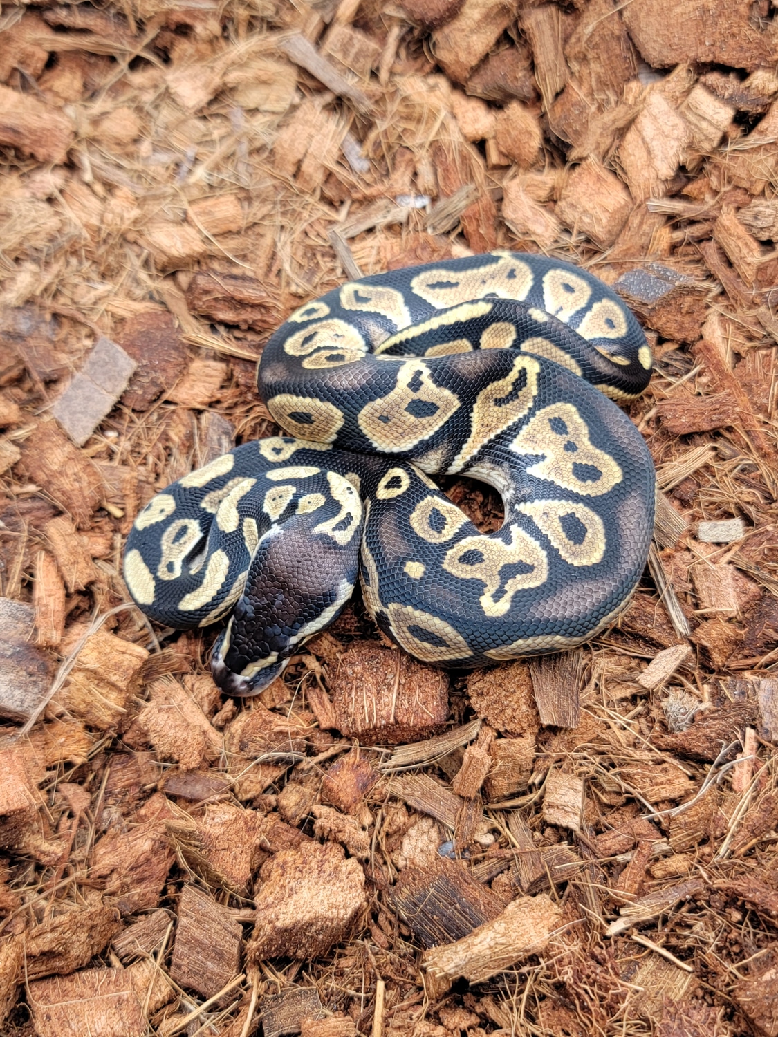 Pastel Black Head Ball Python by Morph Jungle - MorphMarket
