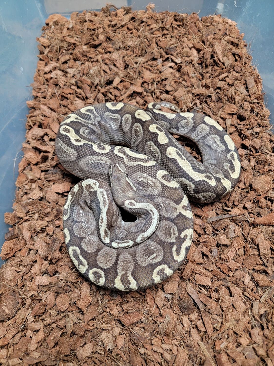 GHI Lesser Het Ultramel Ball Python by Morph Jungle - MorphMarket