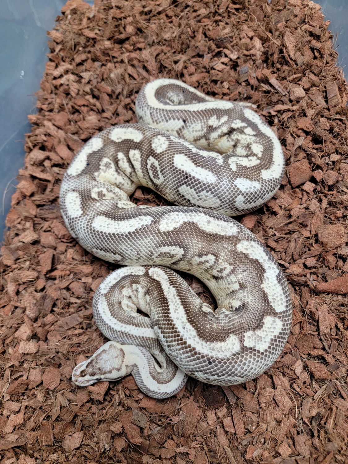 Pastel HGW Superstripe Ball Python by Morph Jungle - MorphMarket