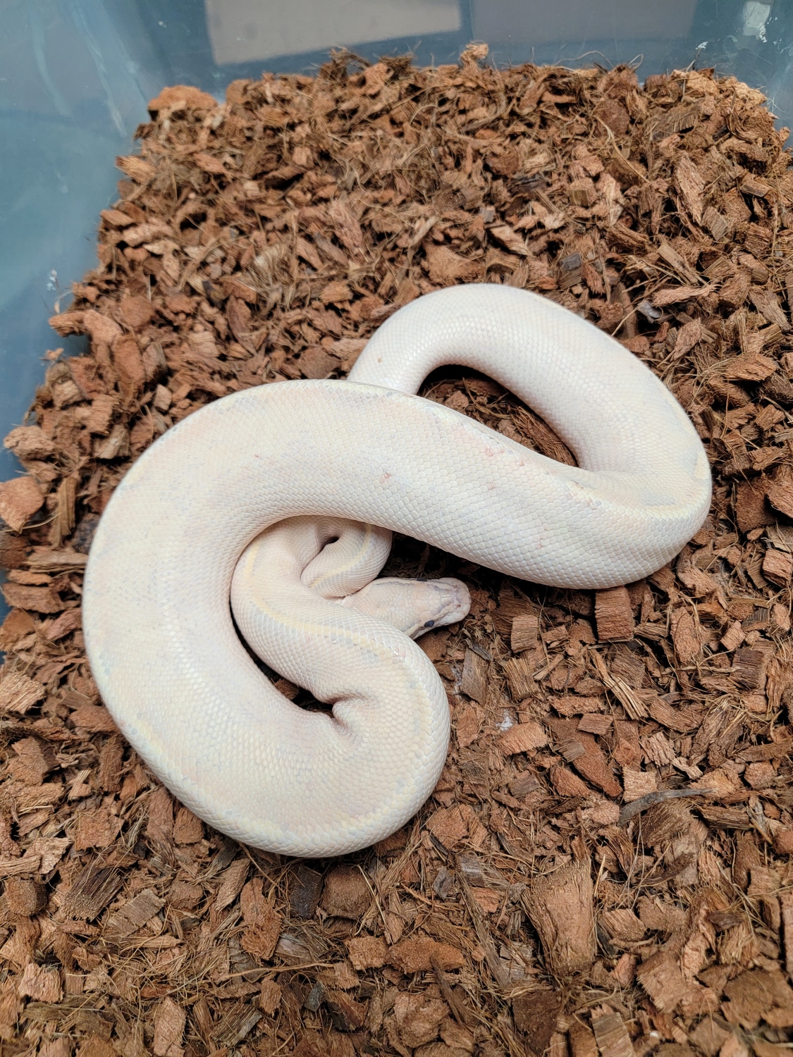 Vanilla Highway Ball Python by Morph Jungle - MorphMarket