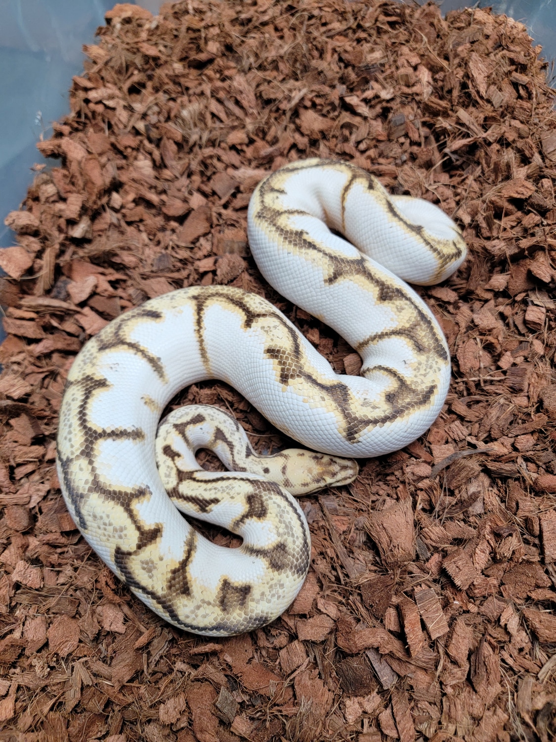 Calico GHI Bumblebee Ball Python by Morph Jungle - MorphMarket
