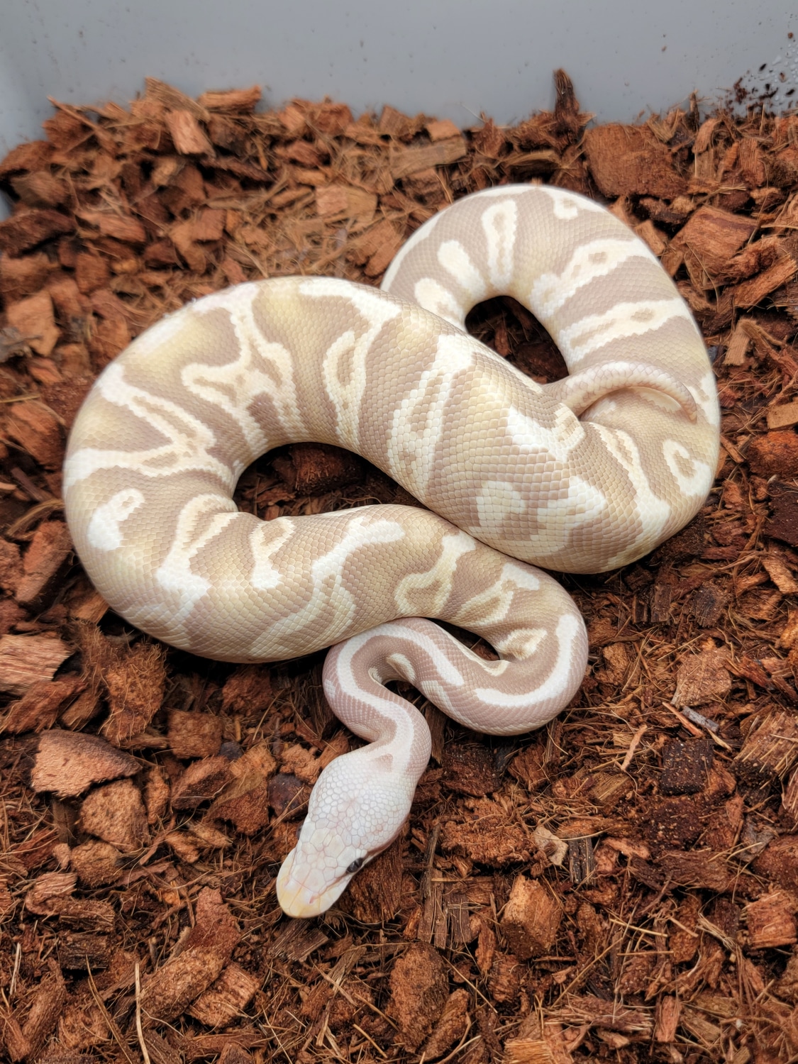 Pastave Banana GHI Leopard Ball Python by Morph Jungle - MorphMarket