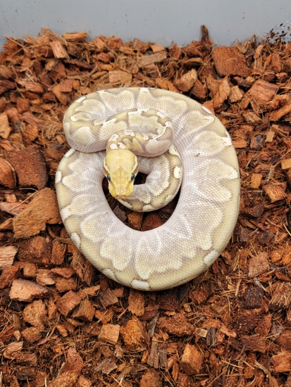 Pastel Bamboo GHI Ball Python by Morph Jungle