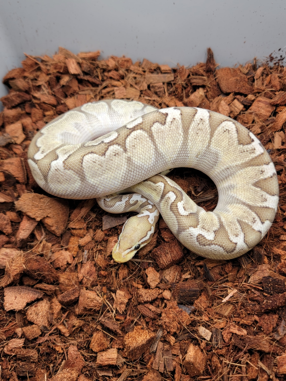 Pastel Bamboo GHI Ball Python by Morph Jungle - MorphMarket