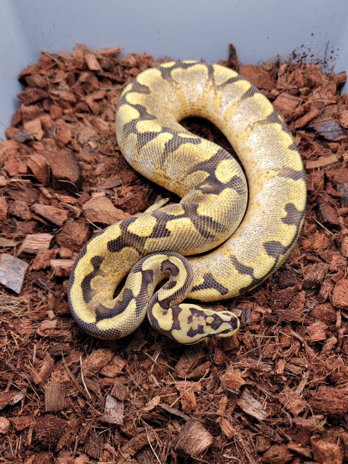 Asphalt Gravel Spider Ball Python by Morph Jungle - MorphMarket