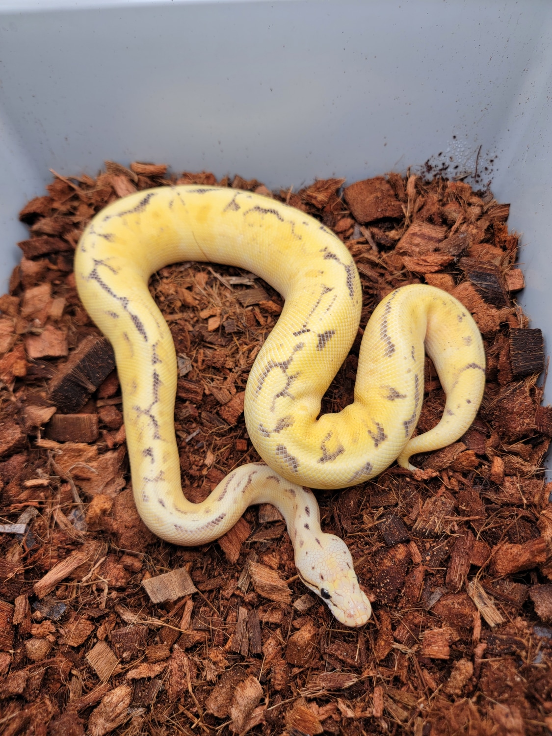 Freeway Bumblebee Ball Python by Morph Jungle - MorphMarket
