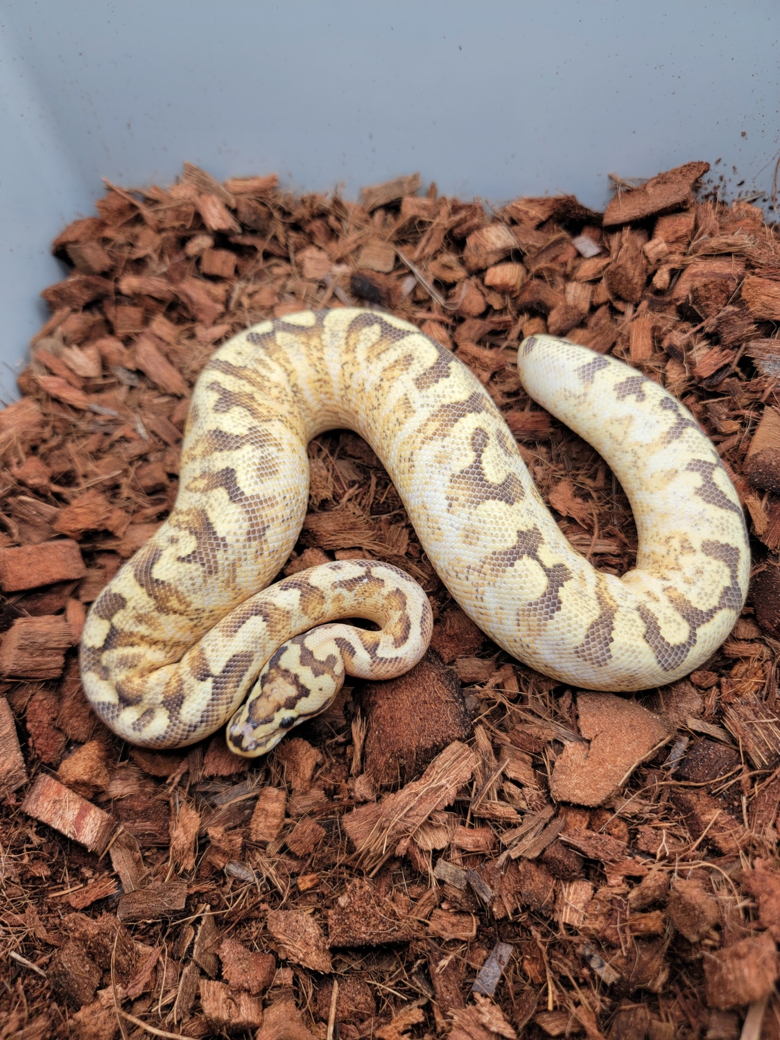 Freeway Spider Ball Python by Morph Jungle - MorphMarket