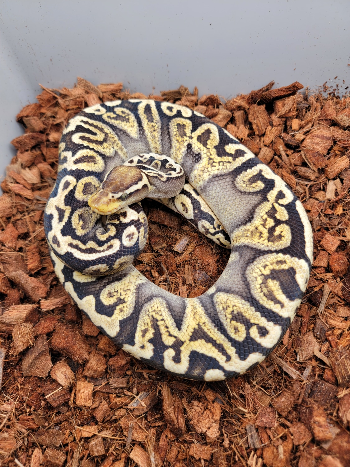 Pastel GHI + Ball Python by Morph Jungle - MorphMarket