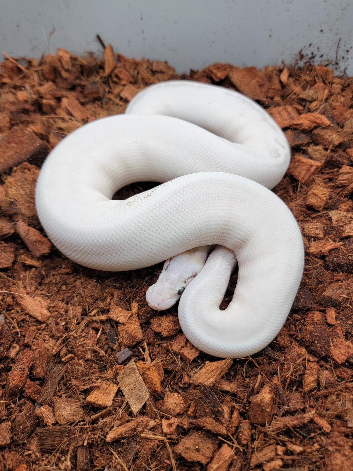 Super Pastel GHI Highway Ball Python by Morph Jungle - MorphMarket