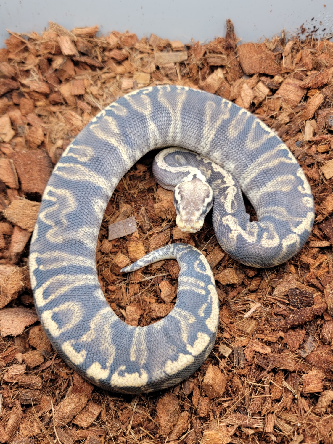 Pastel Super GHI Chocolate Het Clown Ball Python by Morph Jungle ...