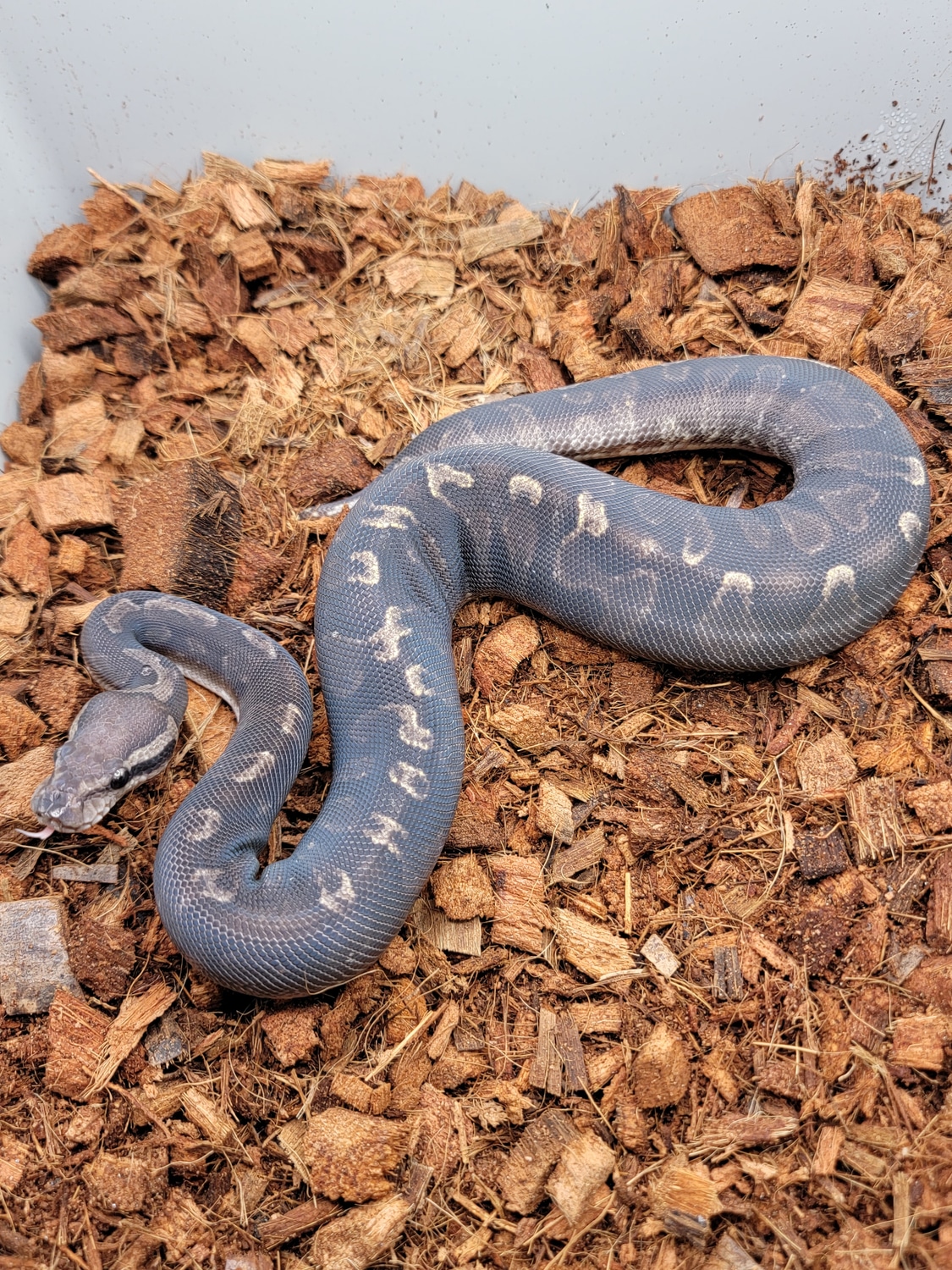 Super GHI Asphalt/Yellowbelly Ball Python by Morph Jungle - MorphMarket