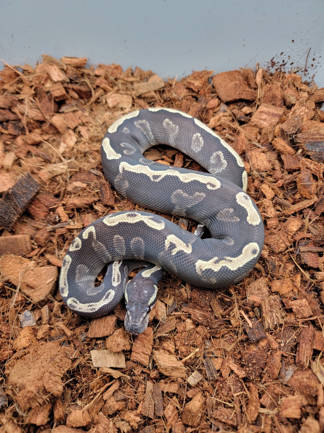 Mojave GHI Leopard Het DG Ball Python by Morph Jungle - MorphMarket