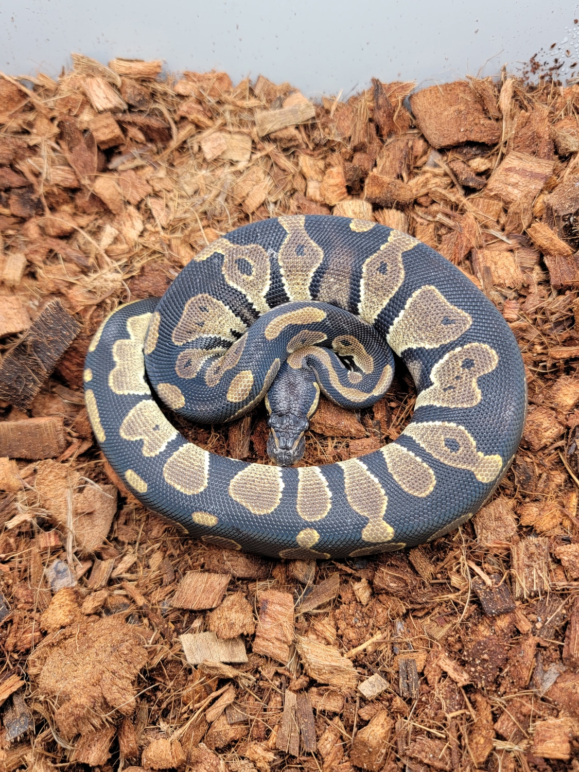 Black Head Het DG Ball Python by Morph Jungle - MorphMarket